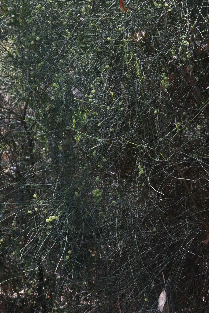 Native Currant from Fingal Bay NSW 2315, Australia on October 3, 2023 ...