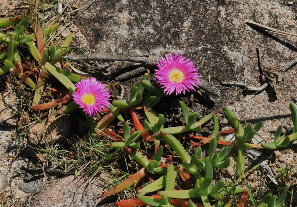 Angular Sea-fig from Fingal Bay NSW 2315, Australia on October 3, 2023 ...
