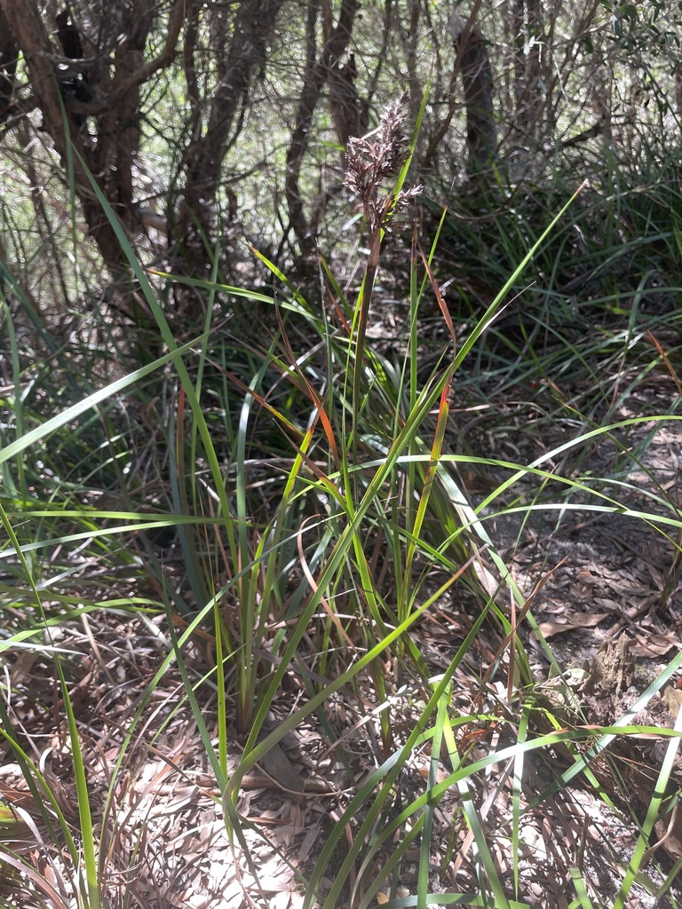 variable sword-sedge from Langwarrin Flora & Fauna Reserve, Langwarrin ...