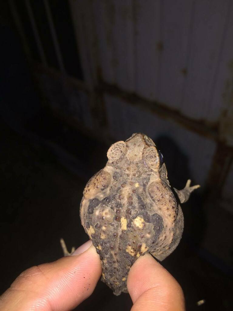 Giant Toad from Santiago Ixcuintla, Nay. on June 23, 2021 at 12:02 AM ...