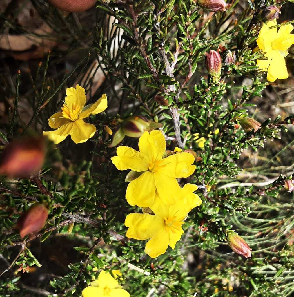 Hibbertia ericifolia from Zig Zag Reserve, Clarence NSW 2790, Australia ...