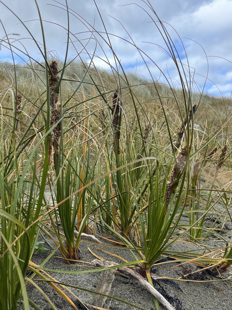 Pingao from Lyall Bay Beach, Wellington, Wellington, NZ on October 27, 2023 at 05:42 PM by Tim ...