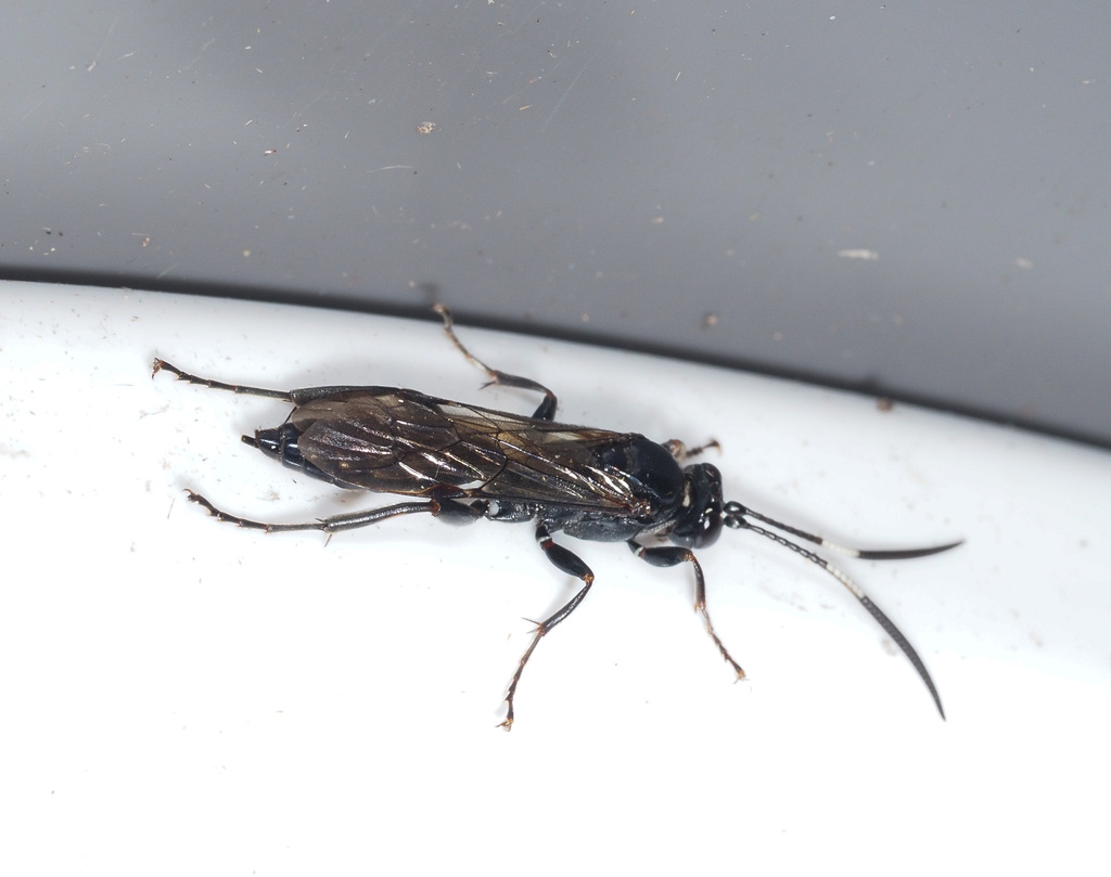 Syspasis albiguttata from Appuljärvi, Vehmaa, Suomi on September 29 ...