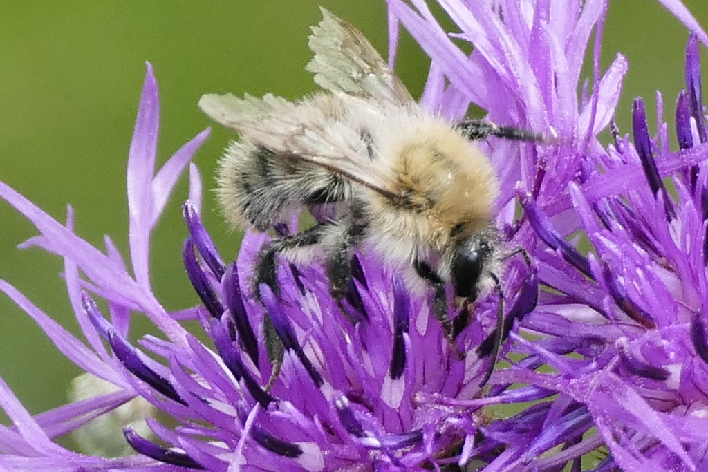 Common Carder Bumble Bee from Mühlhausen, Stuttgart, Deutschland on ...