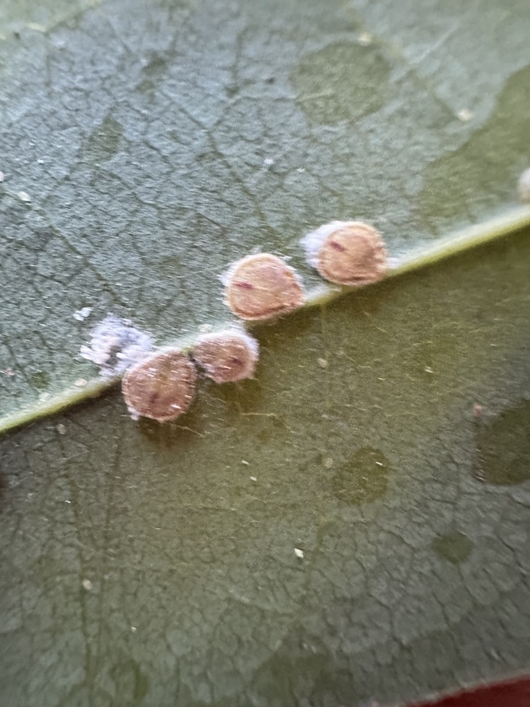 Pyriform Scale from Joaquin Miller Park, Oakland, CA, US on October 28 ...