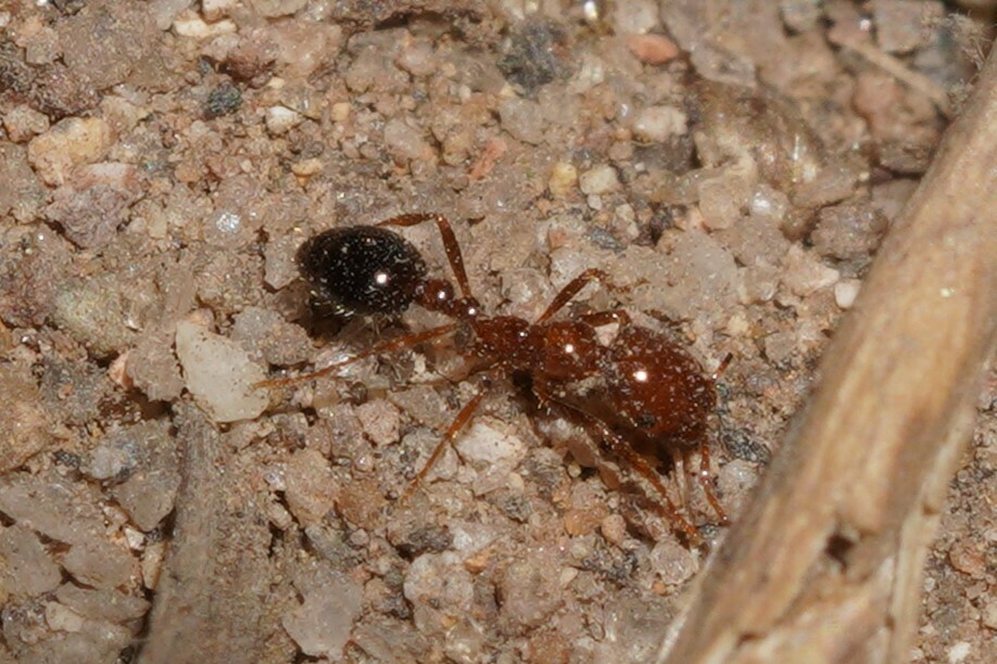 Southern Fire Ant from San Diego, CA, USA on October 28, 2023 at 07:25 ...