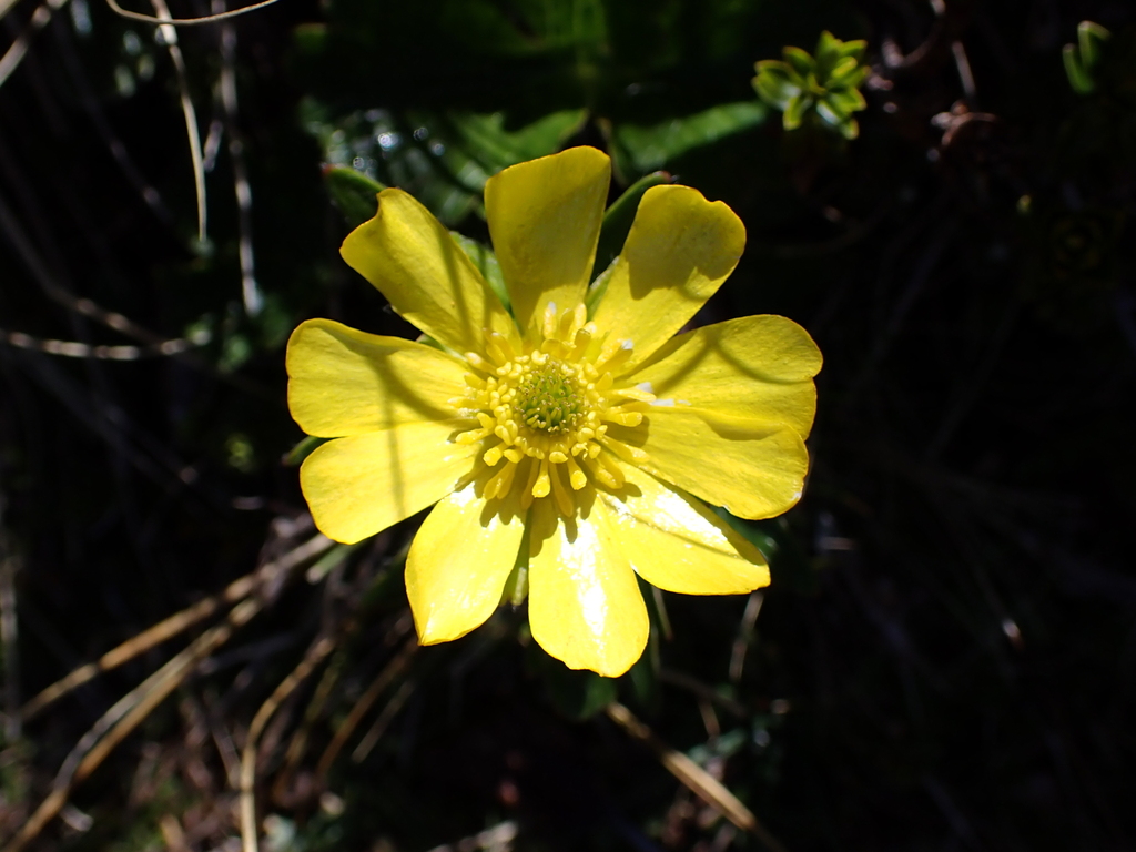 Mount Egmont Buttercup from New Plymouth District, Taranaki, New ...