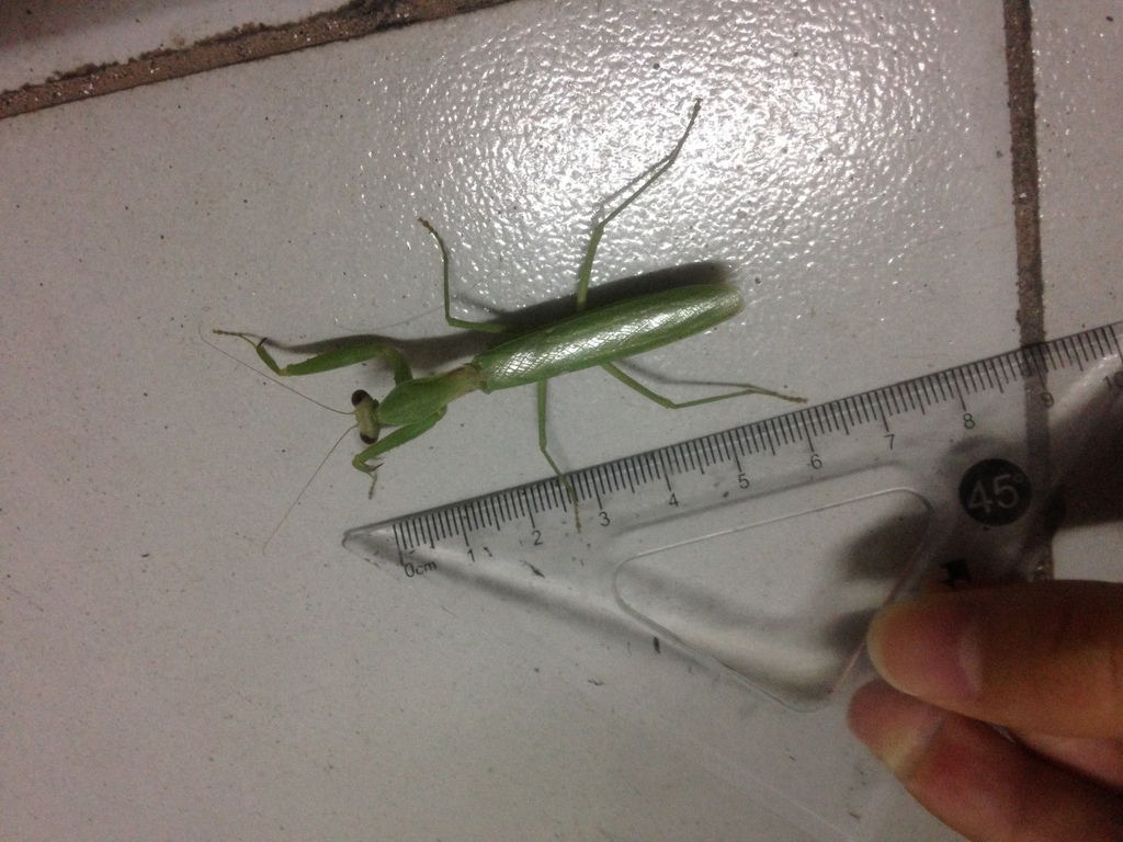 Giant Asian Mantis from 重庆市江北区 on August 24, 2018 at 10:05 PM by ...