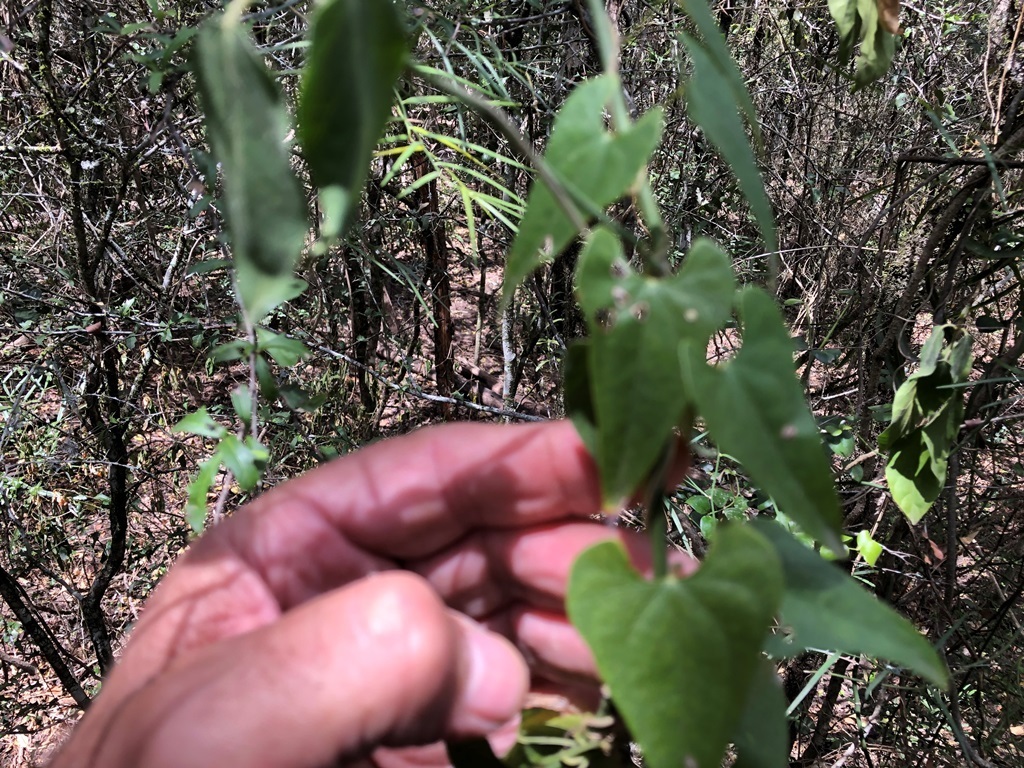 Common Yam Vine from Junction View QLD 4343, Australia on October 28, 2023 at 11:41 AM by Martin ...