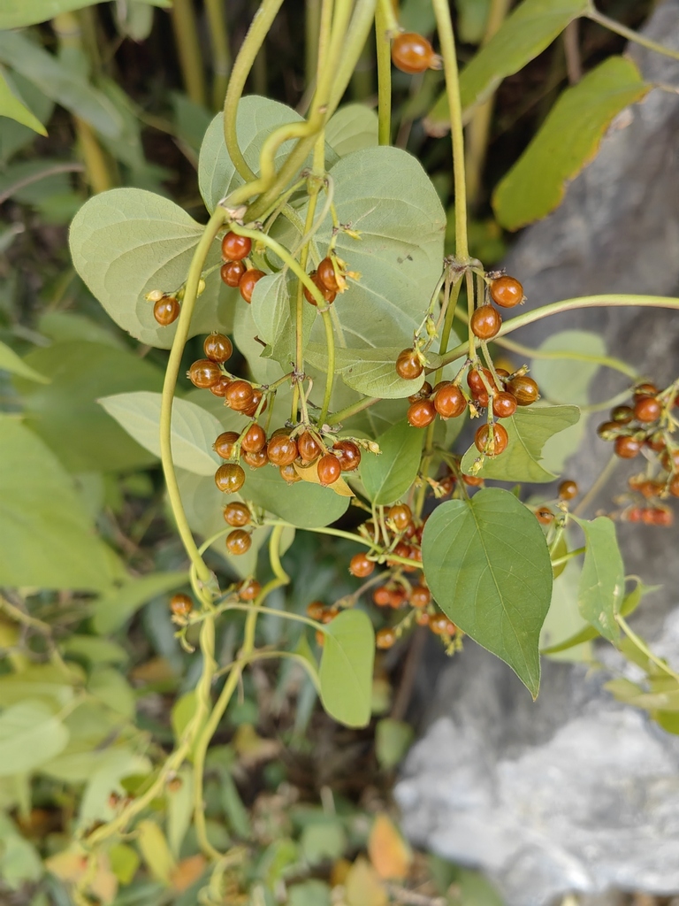 skunk vine from 国家植物园, 北京市, CN on October 28, 2023 at 11:53 AM by Wang ...