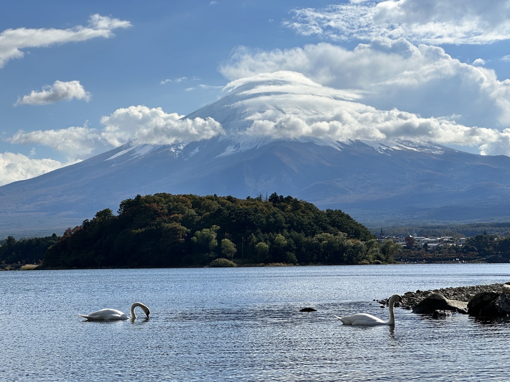 Mute Swan from Fuji-Hakone-Izu National Park, Fujikawaguchiko ...