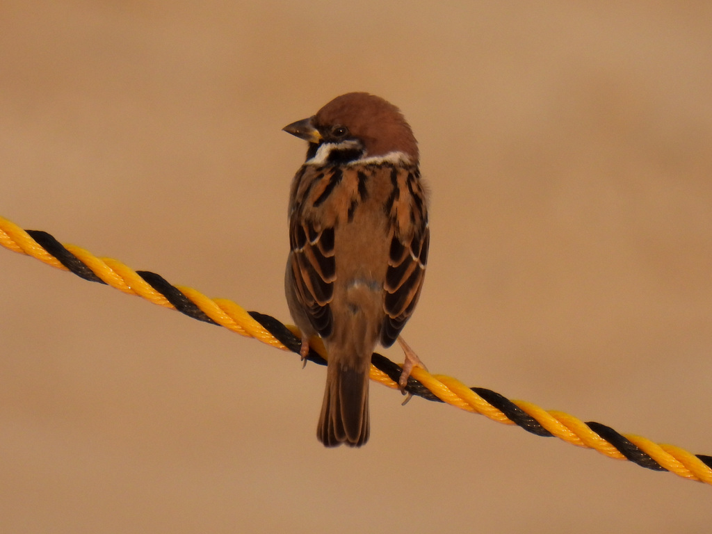 Eurasian Tree Sparrow from Saiwai Ward, Kawasaki, Kanagawa, Japan on ...