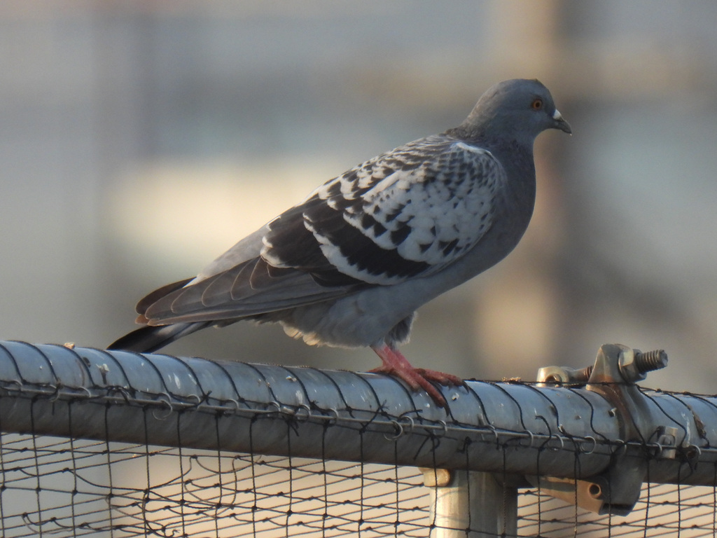 Feral Pigeon from Saiwai Ward, Kawasaki, Kanagawa, Japan on October 28 ...