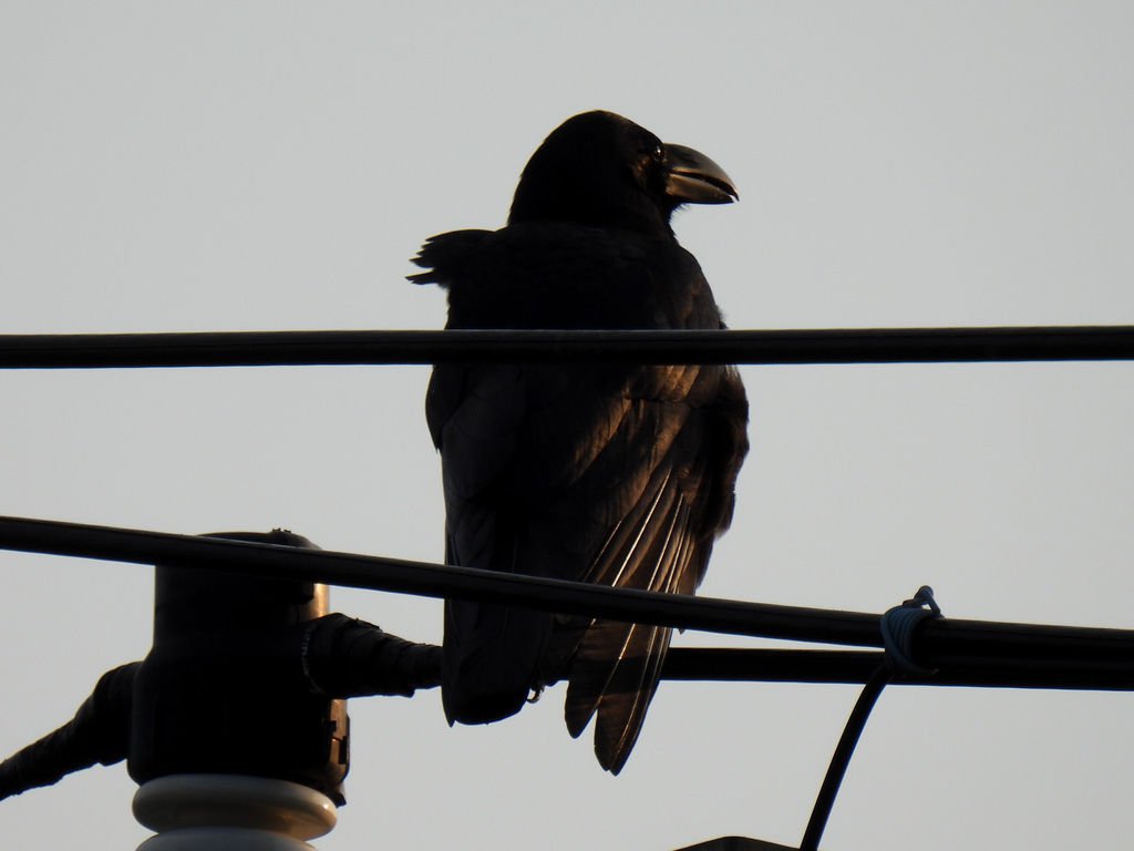 Large-billed Crow from Saiwai Ward, Kawasaki, Kanagawa, Japan on ...