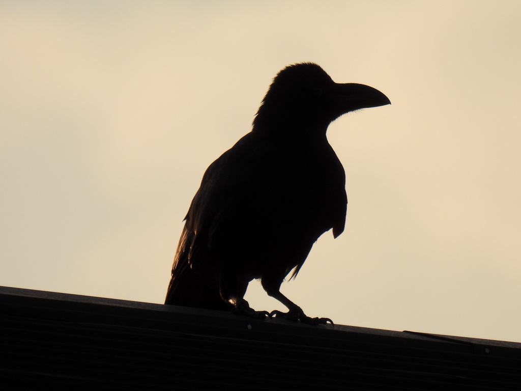 Large-billed Crow from Saiwai Ward, Kawasaki, Kanagawa, Japan on ...