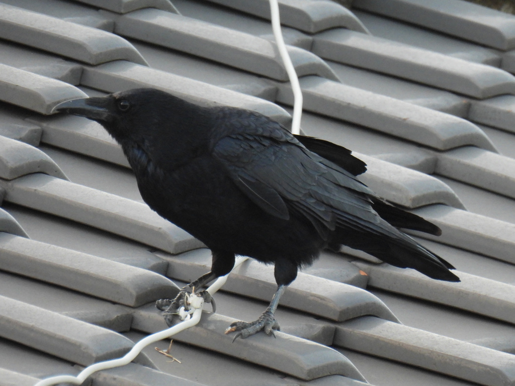 Carrion Crow from Nakahara Ward, Kawasaki, Kanagawa, Japan on October ...