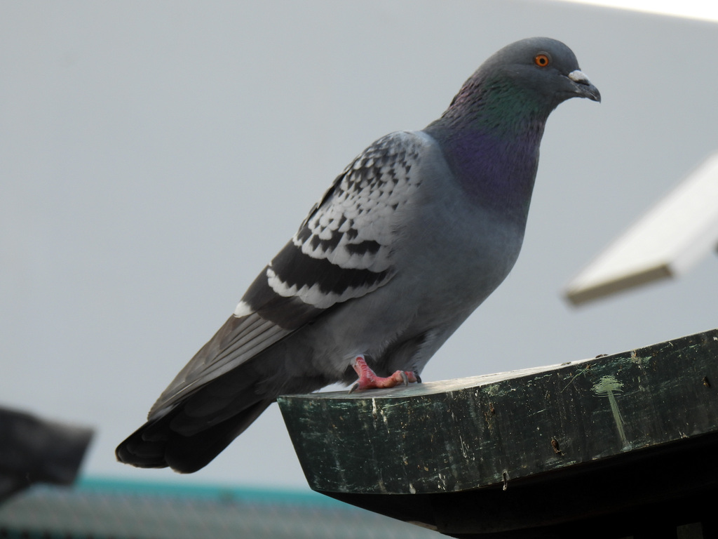 Feral Pigeon from Kawasaki Ward, Kawasaki, Kanagawa, Japan on October ...
