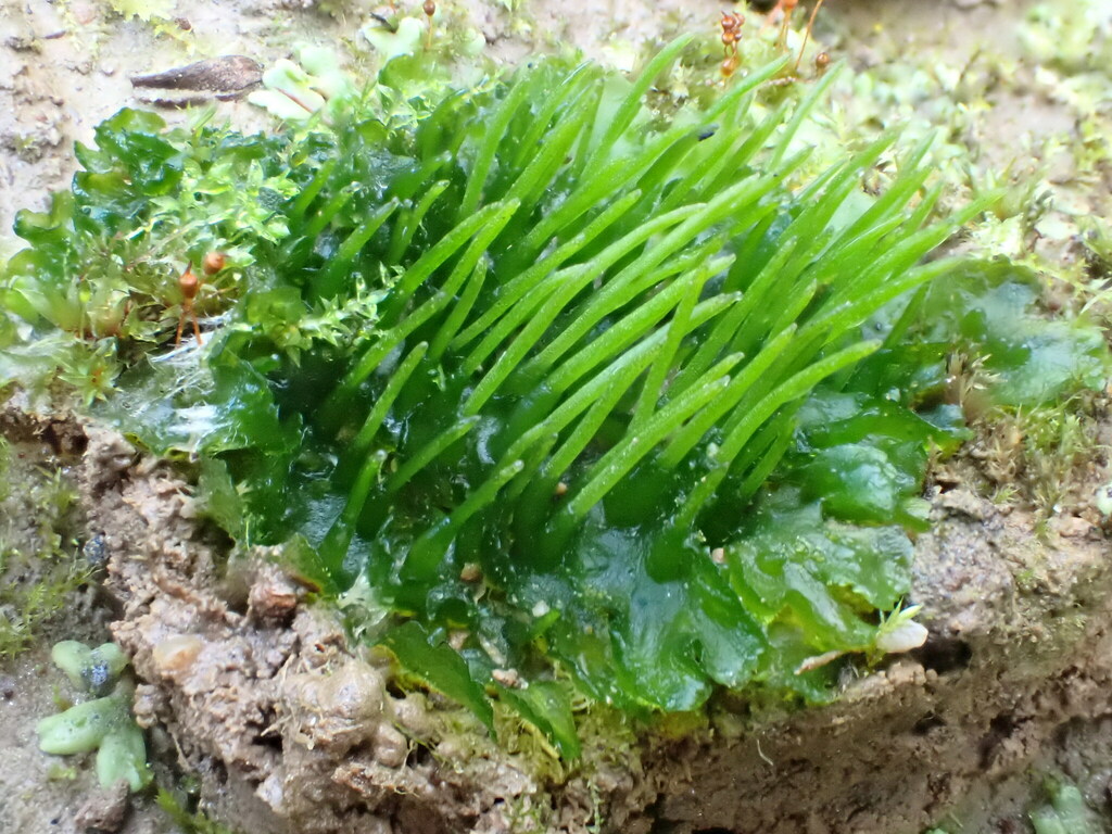 (Anthocerotopsida) - Botanical Realm