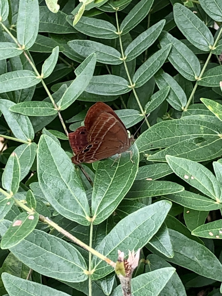 Plum Judy from Lantau Island, Discovery Bay, New Territories, HK on ...