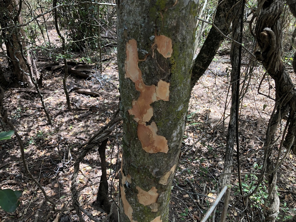 Flindersia collina from Junction View QLD 4343, Australia on October 28 ...