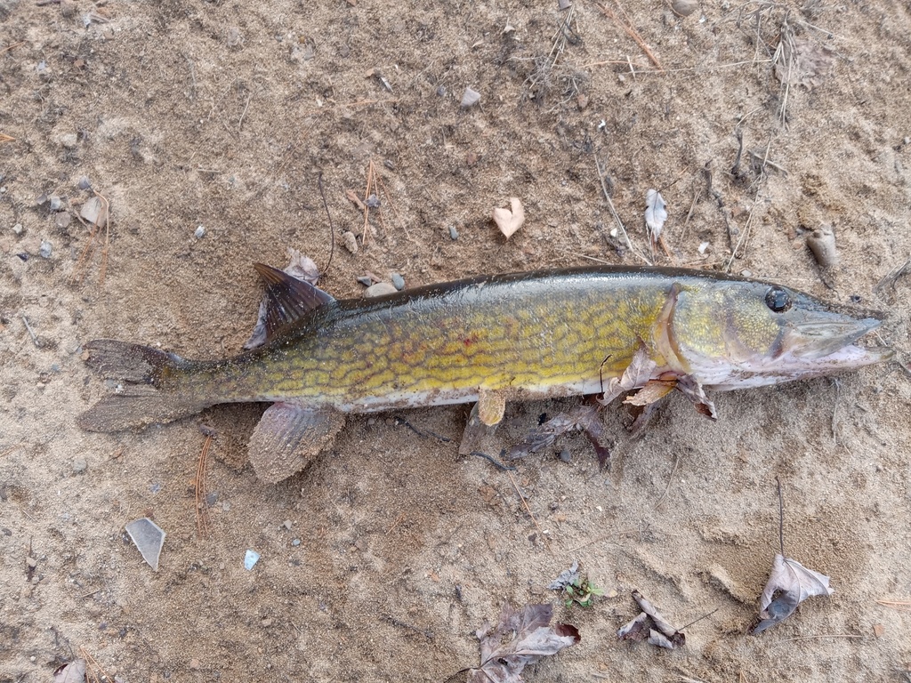 Chain Pickerel from Grand Lake, NB, Canada on October 28, 2023 at 11:16 ...