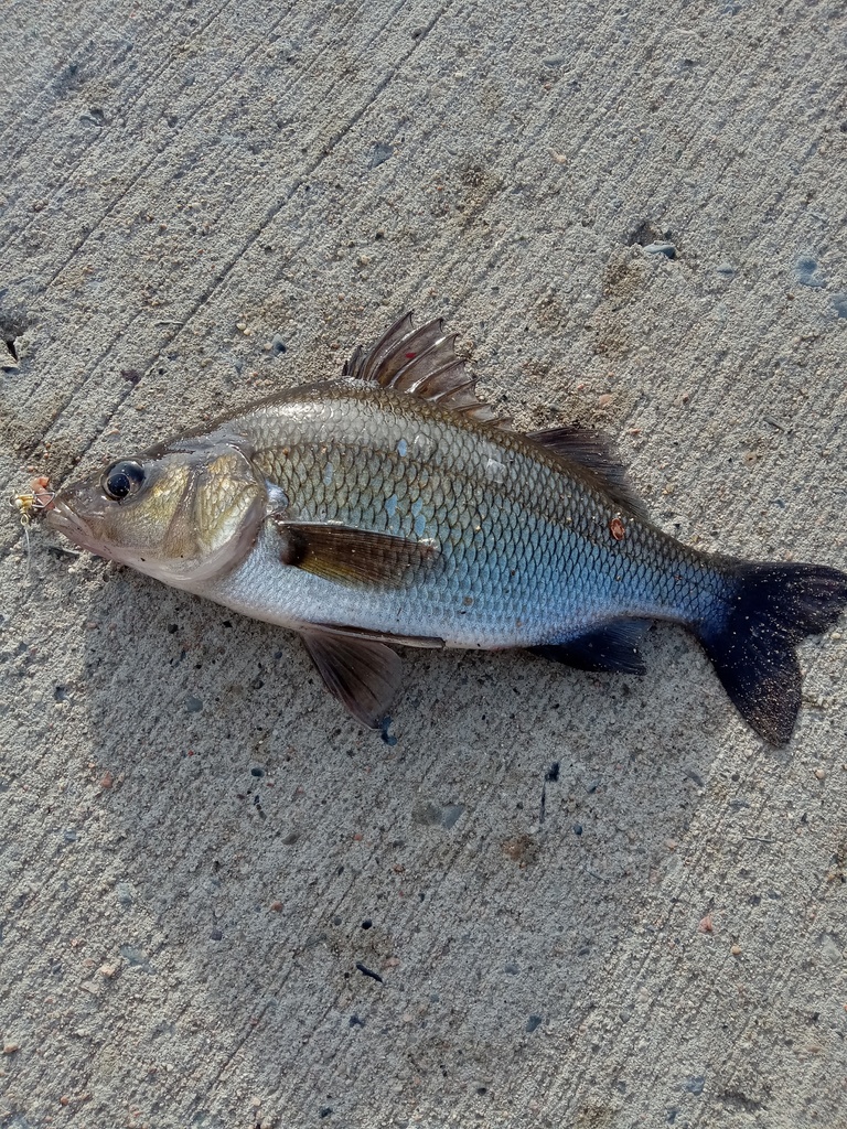 White Perch from Grand Lake, NB, Canada on October 28, 2023 at 01:06 PM ...