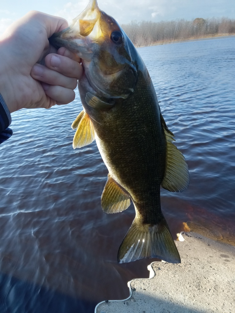 Smallmouth Bass from Grand Lake, NB, Canada on October 28, 2023 at 01: ...