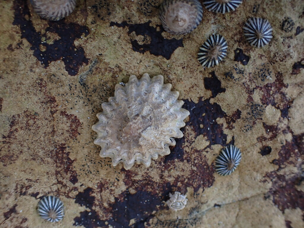 Patelloida alticostata from Kingborough, TAS, Australia on October 28 ...