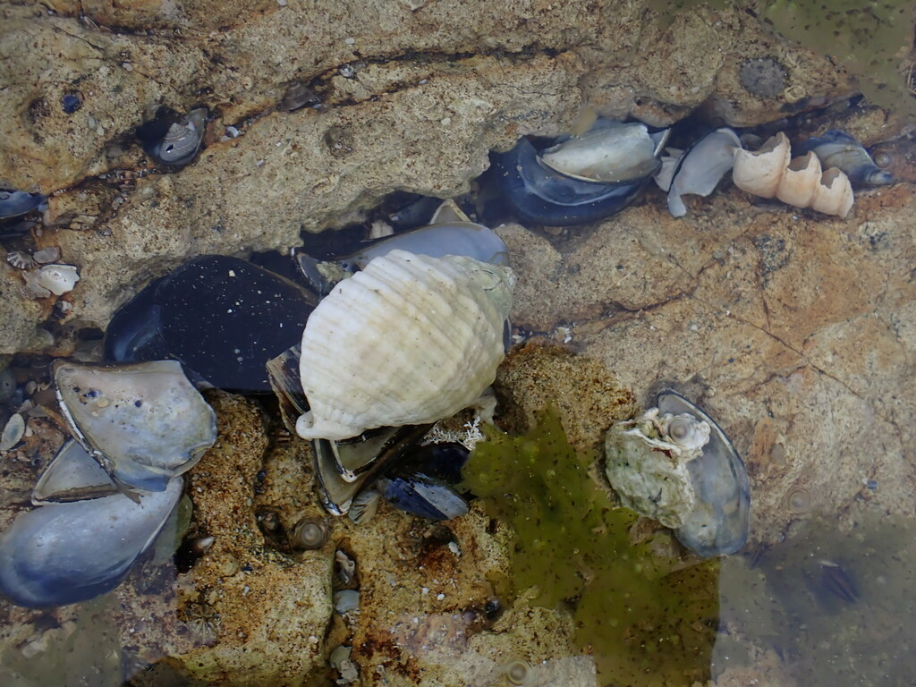 Cart-Rut Shell from Hobart TAS, Australia on October 28, 2023 at 05:28 ...
