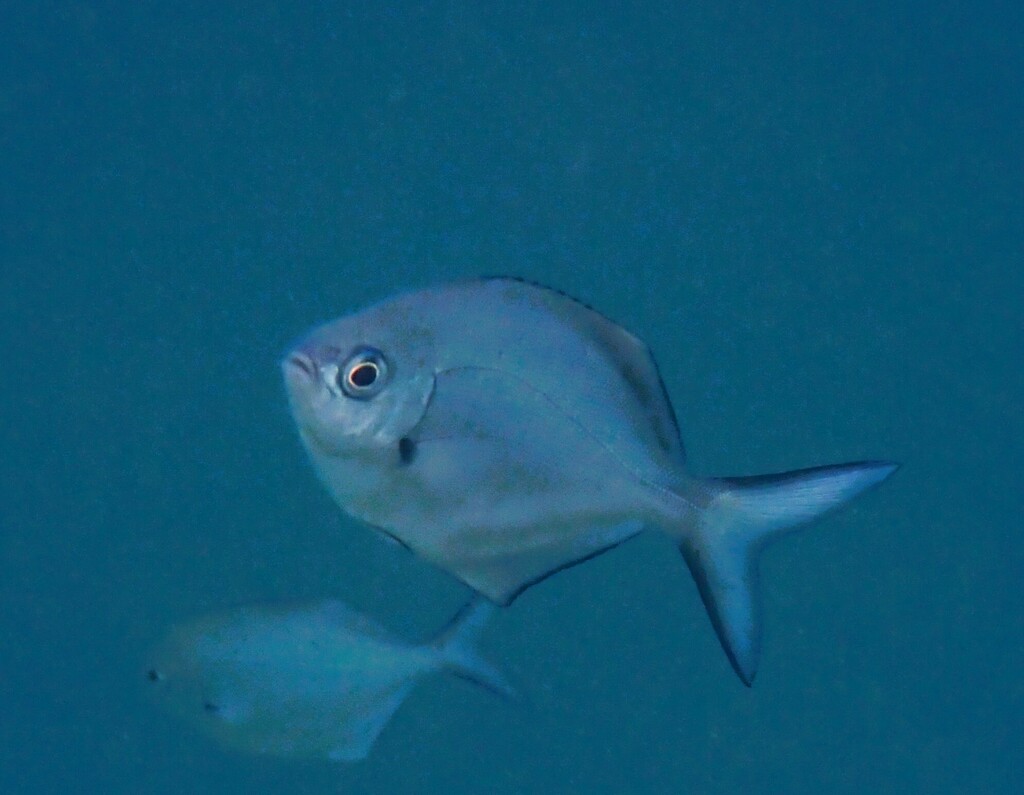 Silver Sweep from Sutherland Shire Council, NSW, Australia on August 10 ...