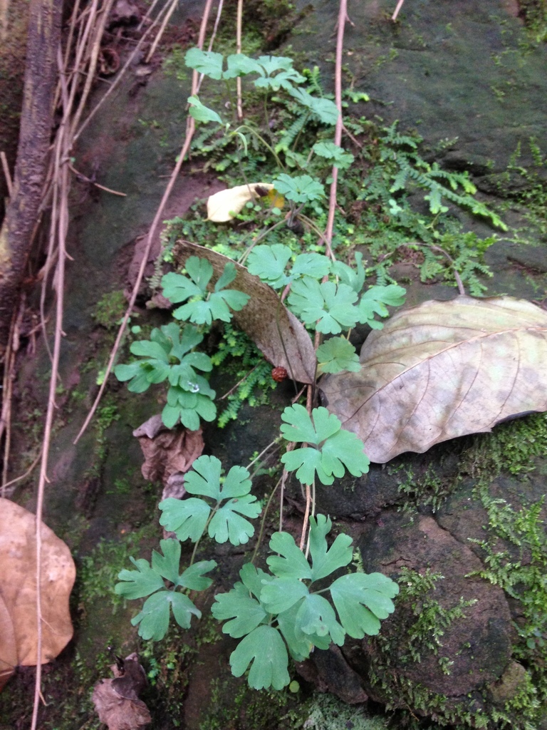 Muskroot semiaquilegia from 重庆市 on December 2, 2018 at 08:28 AM by ...