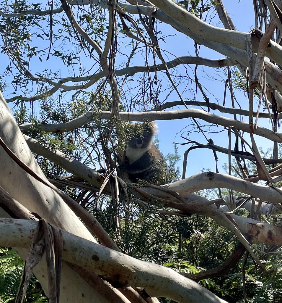 Koala from French Island, French Island, VIC, AU on October 29, 2023 at ...