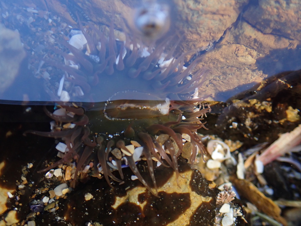 Green snakelock anemone from Hobart TAS, Australia on October 28, 2023 ...