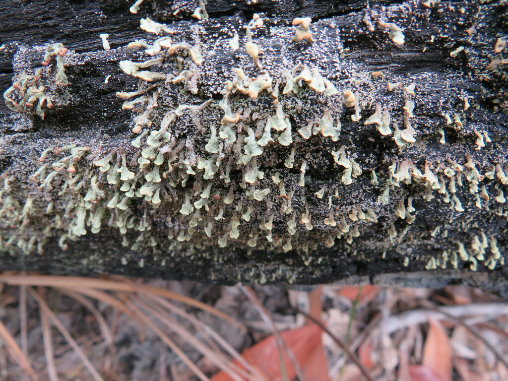 Thysanothecium scutellatum from Brisbane QLD, Australia on October 28 ...
