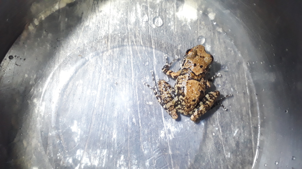 Grubby Shrub Frog in September 2023 by shane_samaraarachchi ...