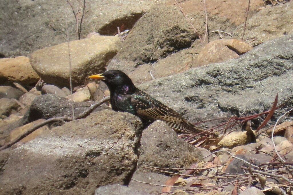 European Starling from Geoscience Australia, Symonston, ACT, Australia ...