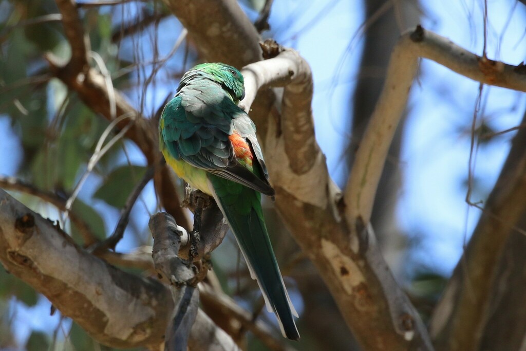 Red-rumped Parrot from Geoscience Australia, Symonston, ACT, Australia ...
