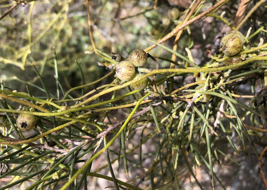 Devil's Twine from Gum Lagoon SA 5275, Australia on October 29, 2023 at ...
