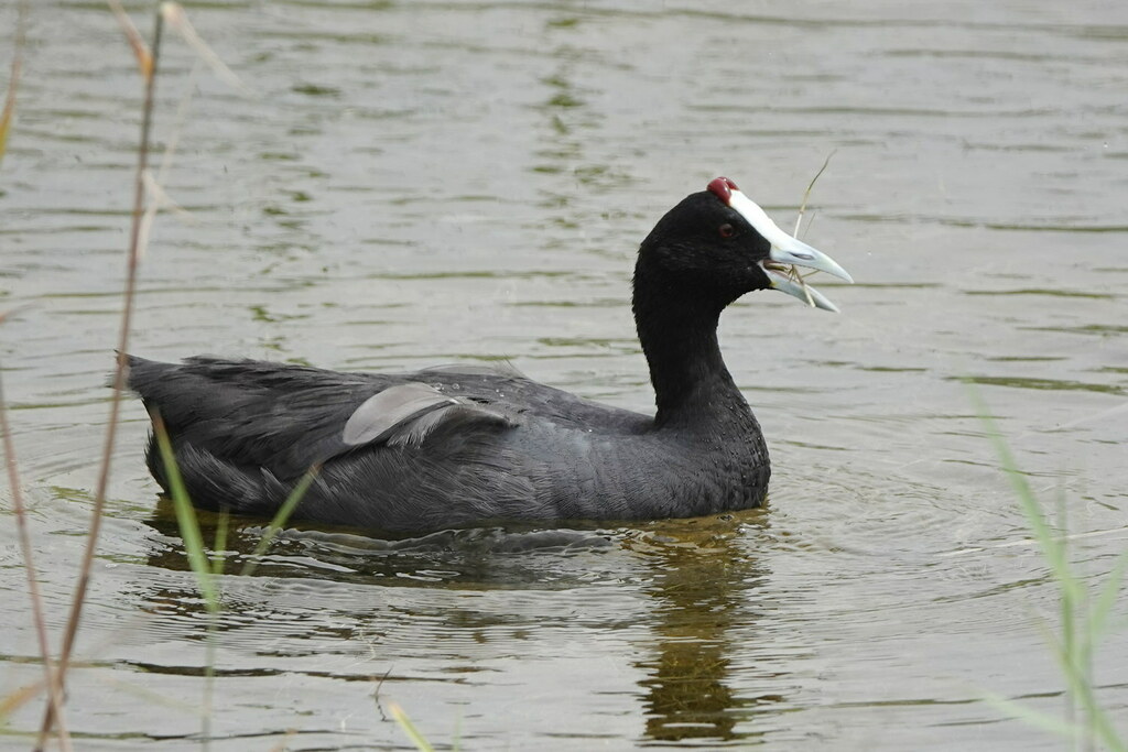 Red-knobbed Coot in September 2023 by Pascal Dubois · iNaturalist