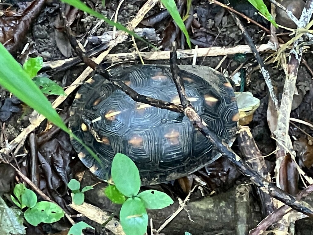 Ryukyu Yellow-margined Box Turtle in October 2023 by 吹抜 清民 · iNaturalist