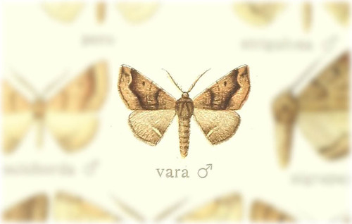 Apleroneura vara · iNaturalist