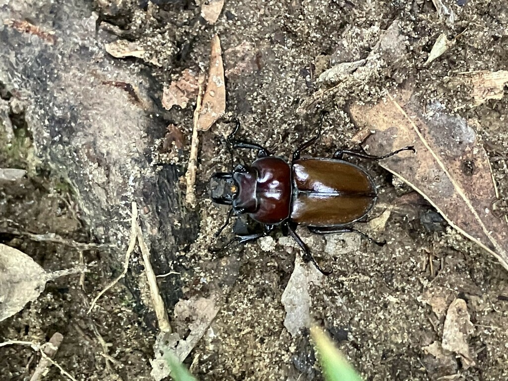 Neolucanus insularis from 日本、〒907-1541 沖縄県八重山郡竹富町上原 on October 29, 2023 ...