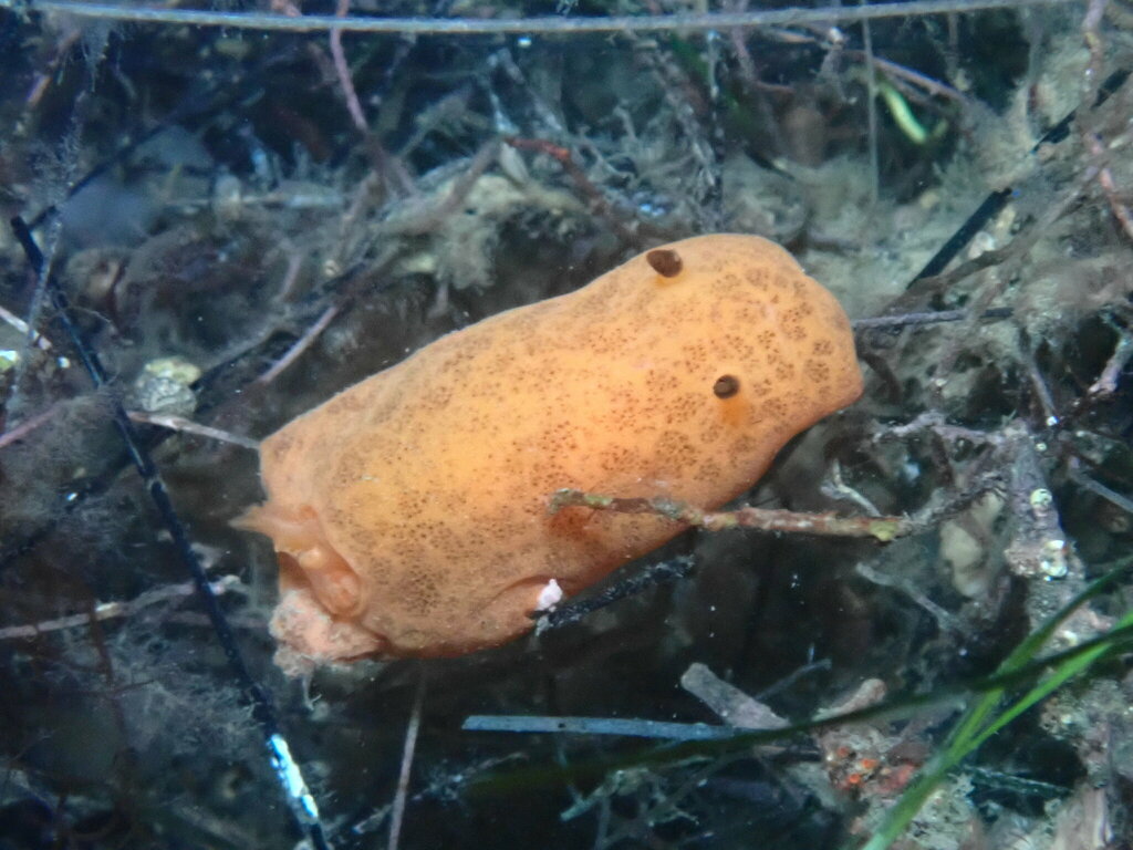 Discodorididae from Stony Point on October 27, 2023 by geoffmac65. 5-6m ...