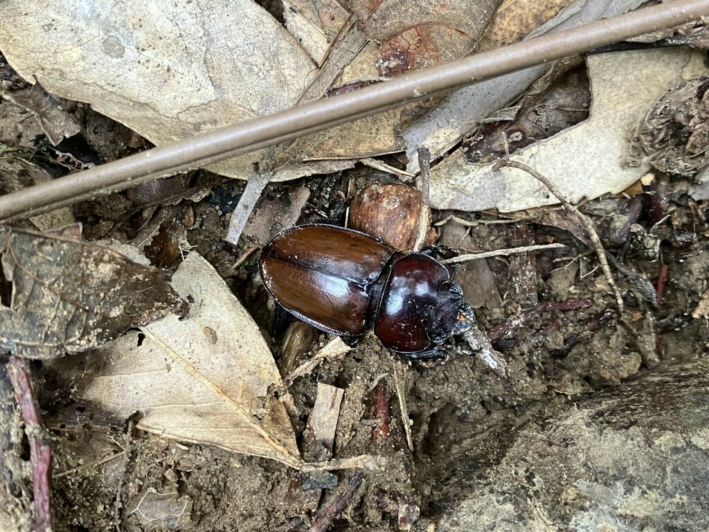 Neolucanus insularis from 日本、〒907-1541 沖縄県八重山郡竹富町上原 on October 29, 2023 ...