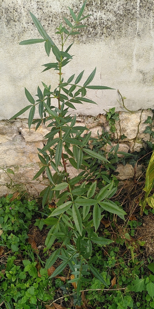 winged prickly ash from 01600 Reyrieux, France on October 29, 2023 at ...