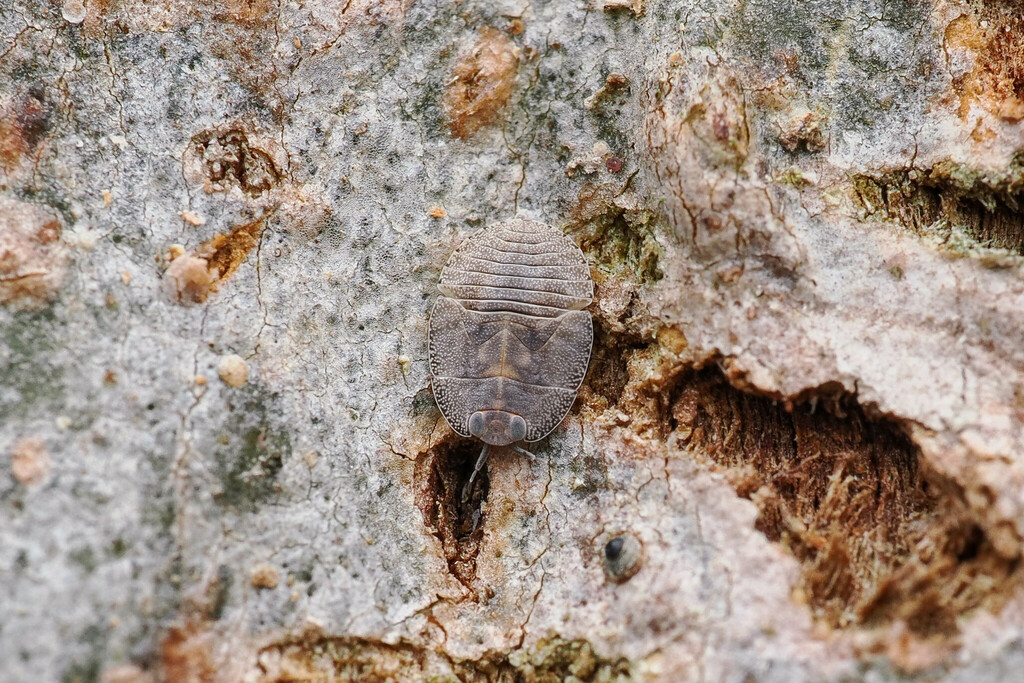 Jumping Tree Bugs from Dowse Lagoon, Brisbane QLD, Australia on October ...