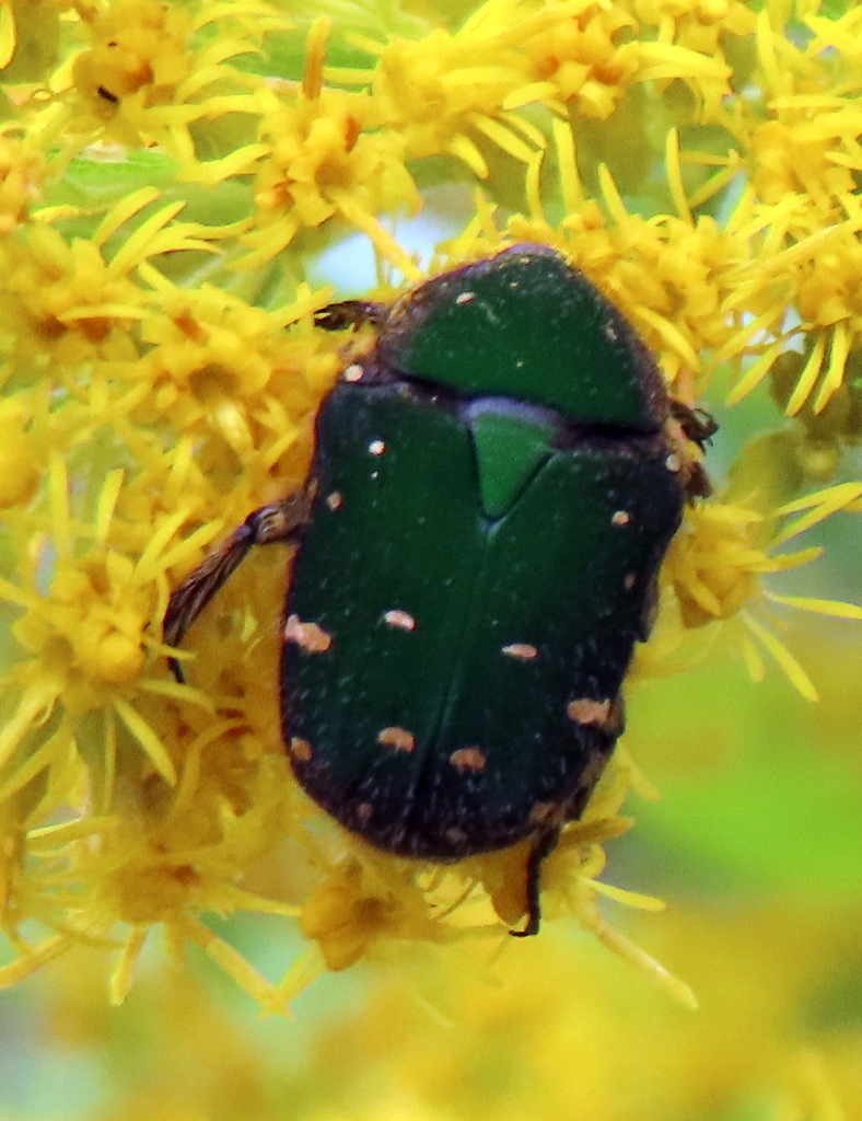 Blue Flower Chafer from Nishikyo Ward, Kyoto, Japan on October 29, 2023 ...