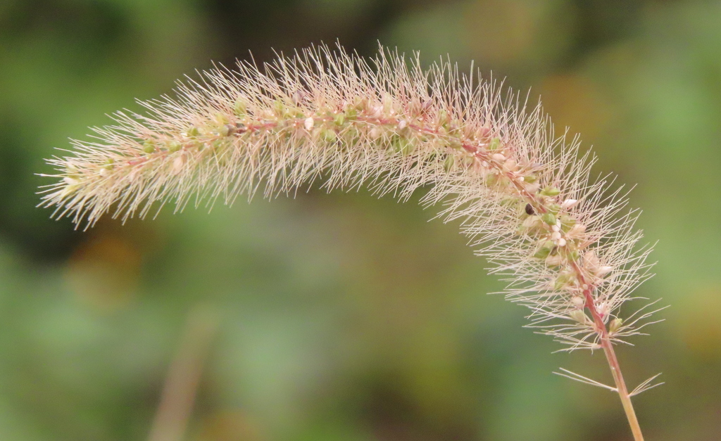 giant foxtail from Nishikyo Ward, Kyoto, Japan on October 29, 2023 at ...