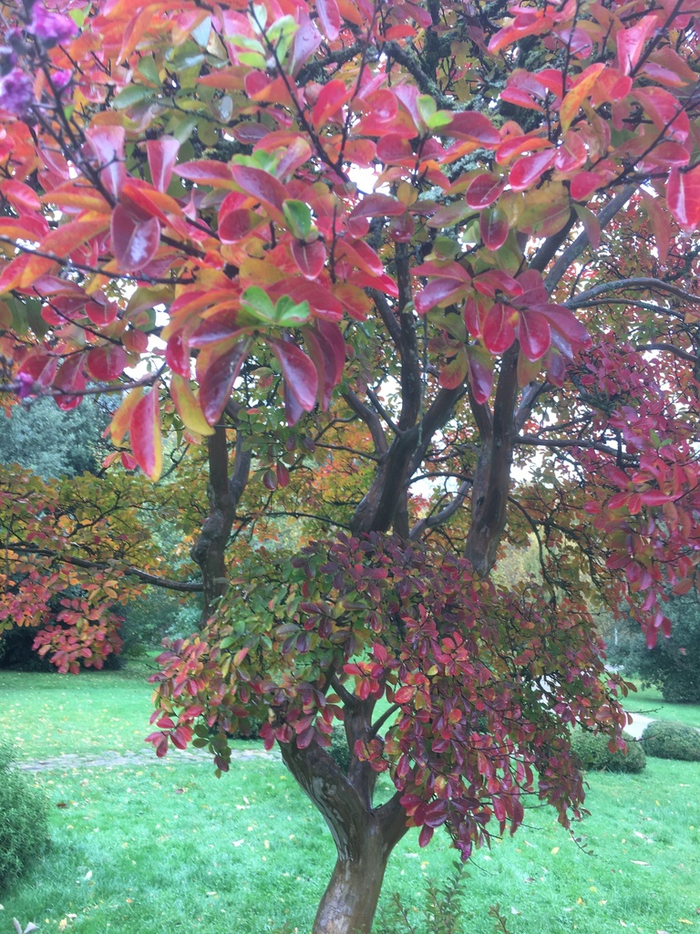Crape-myrtle from Arboretum de la Vallée-aux-Loups, Châtenay-Malabry, Île-de-France, FR on ...