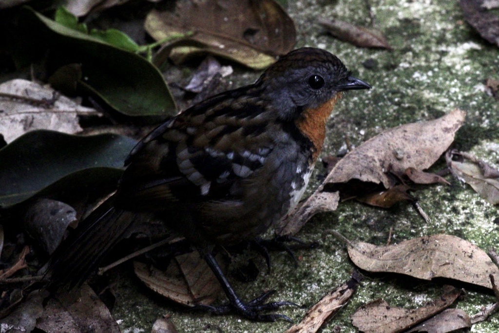 Australian Logrunner from Lamington National Park, O'Reilly, QLD, AU on ...